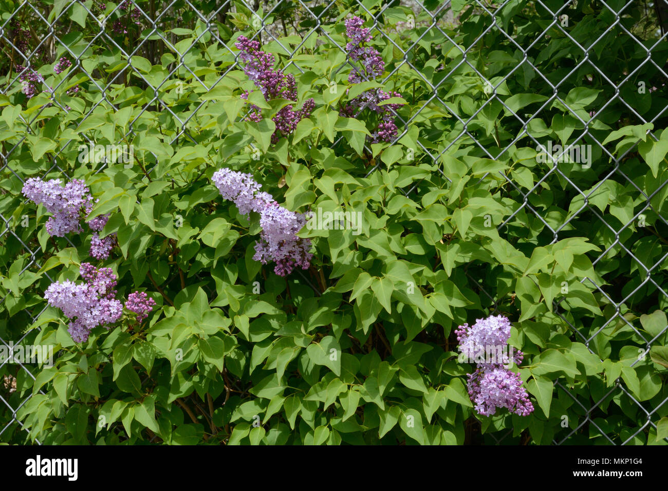 Purple lilac flowers blossoming among leaves growing outside chain link ...