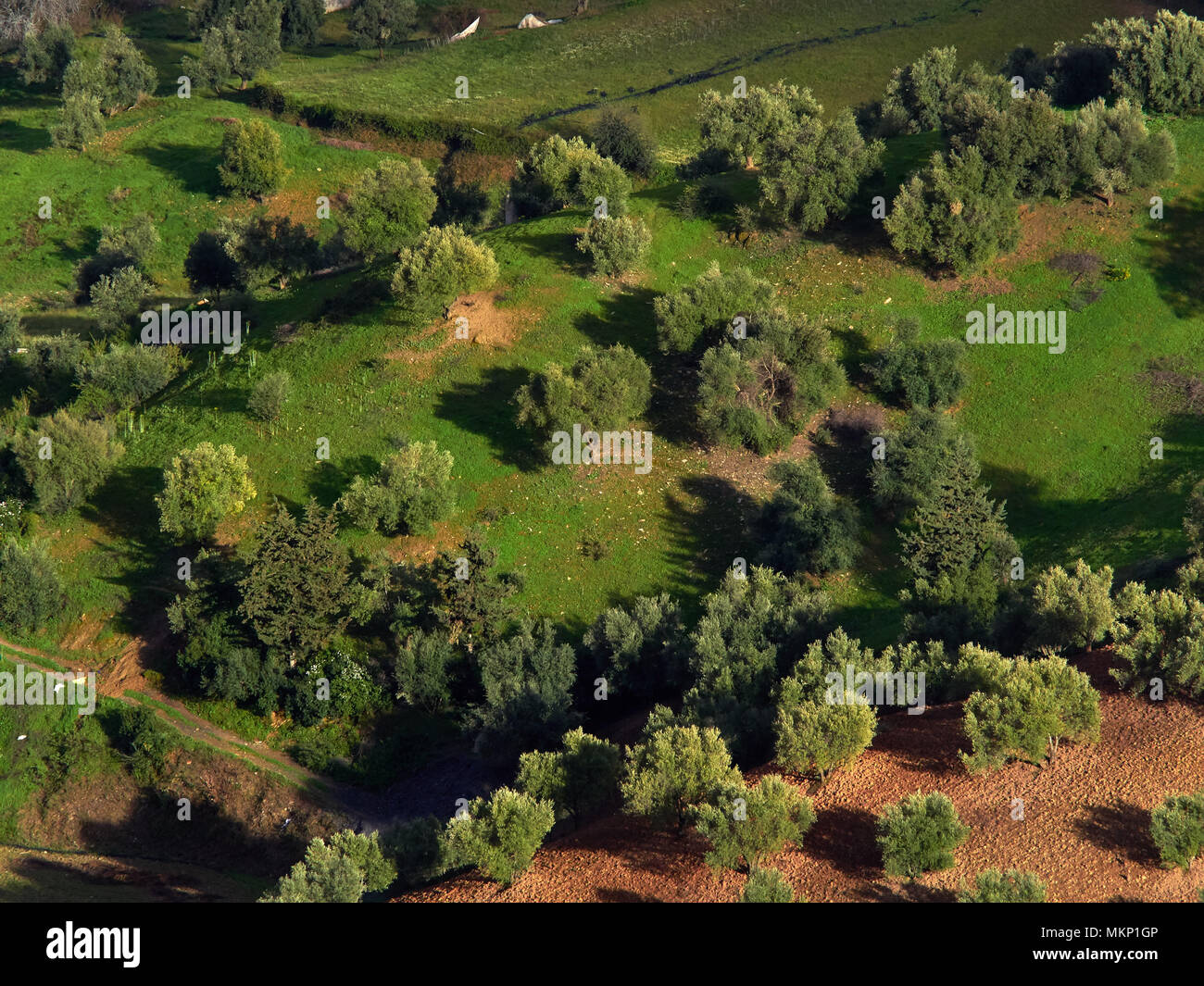 Trees with green round crowns on the hillside Stock Photo - Alamy