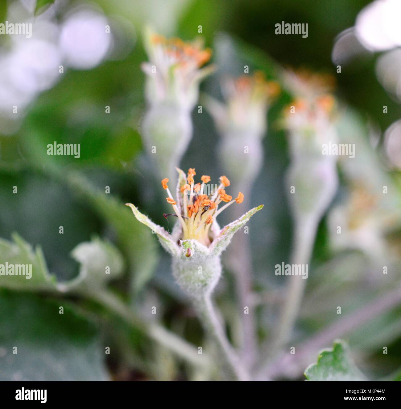 apple fruit gowing on the tree in spring,image of a Stock Photo - Alamy