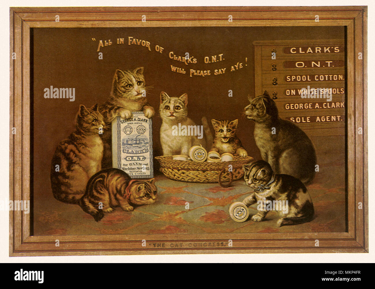 The Cat Congress Stock Photo - Alamy