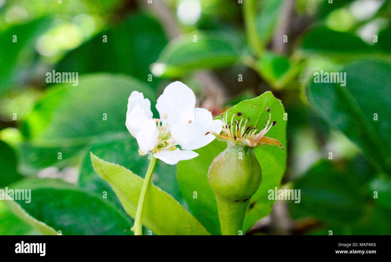 growing pears in an orchard,spring and agricultural theme image Stock ...