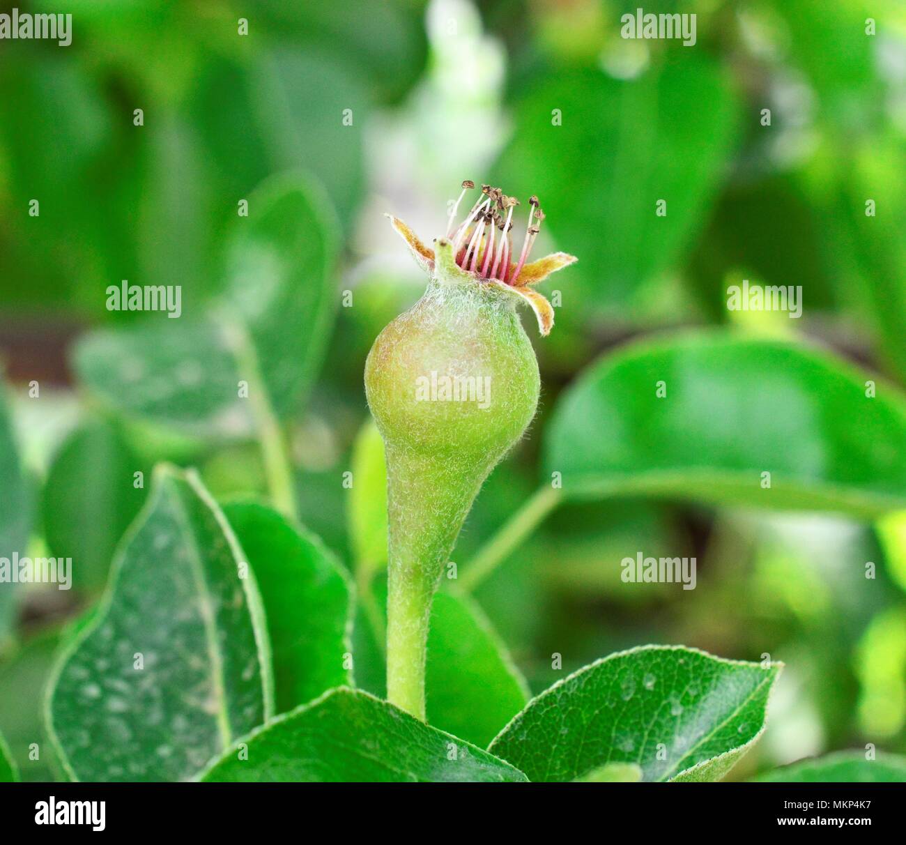 growing pears in an orchard,spring and agricultural theme image Stock ...