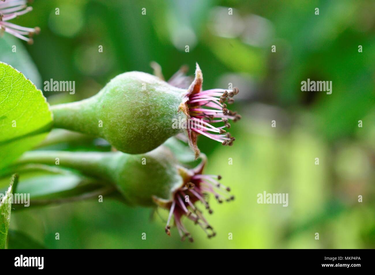 growing pears in an orchard,spring and agricultural theme image Stock ...