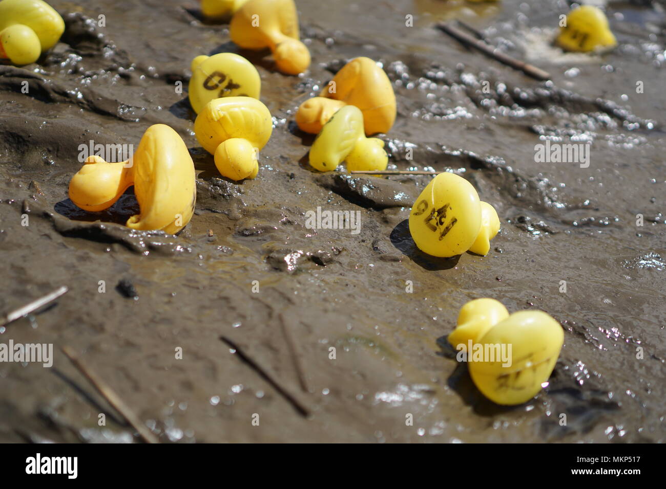 Aftermath of a rubber duck river race Stock Photo - Alamy