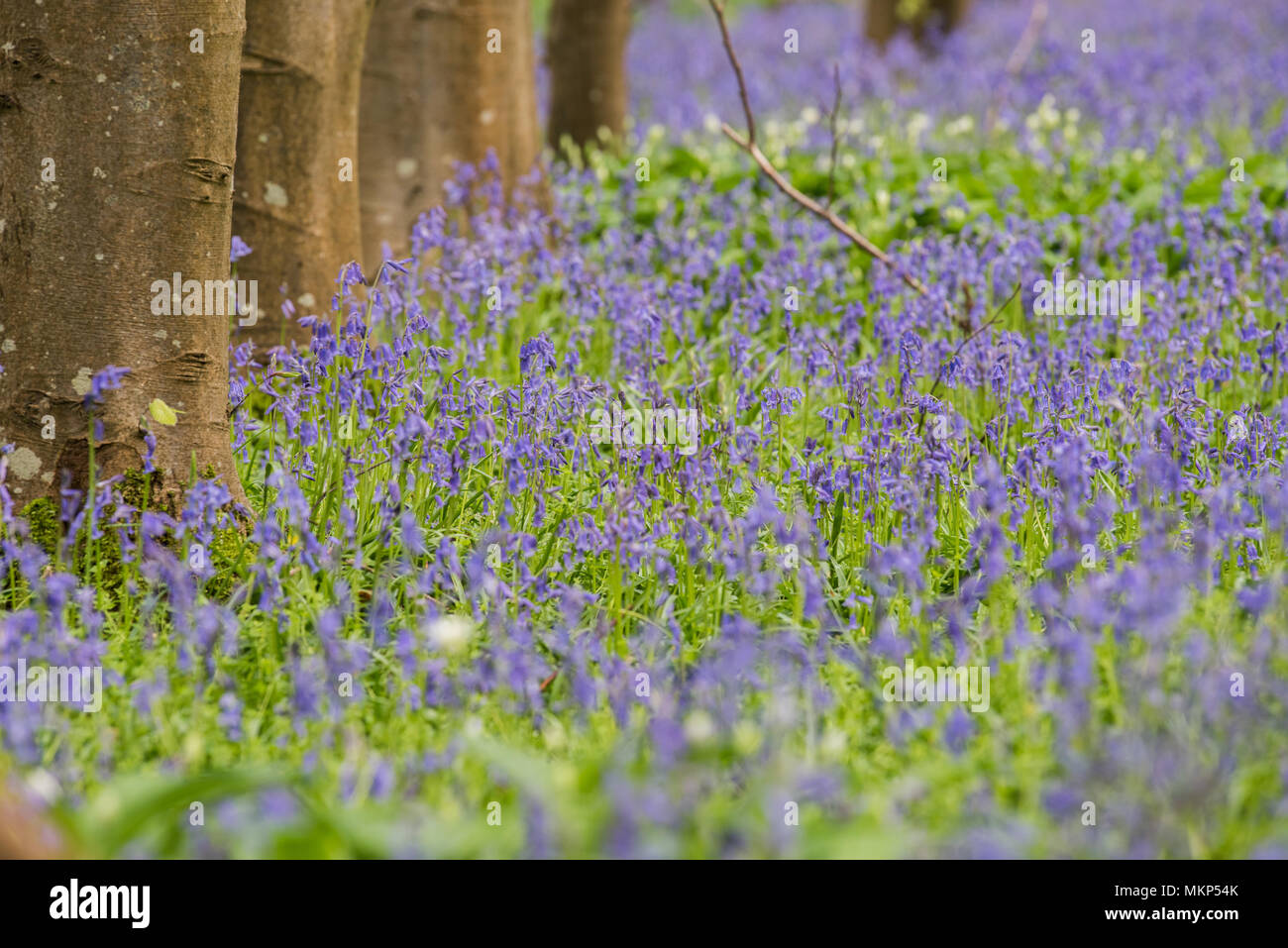 Bright blue bells hi-res stock photography and images - Alamy
