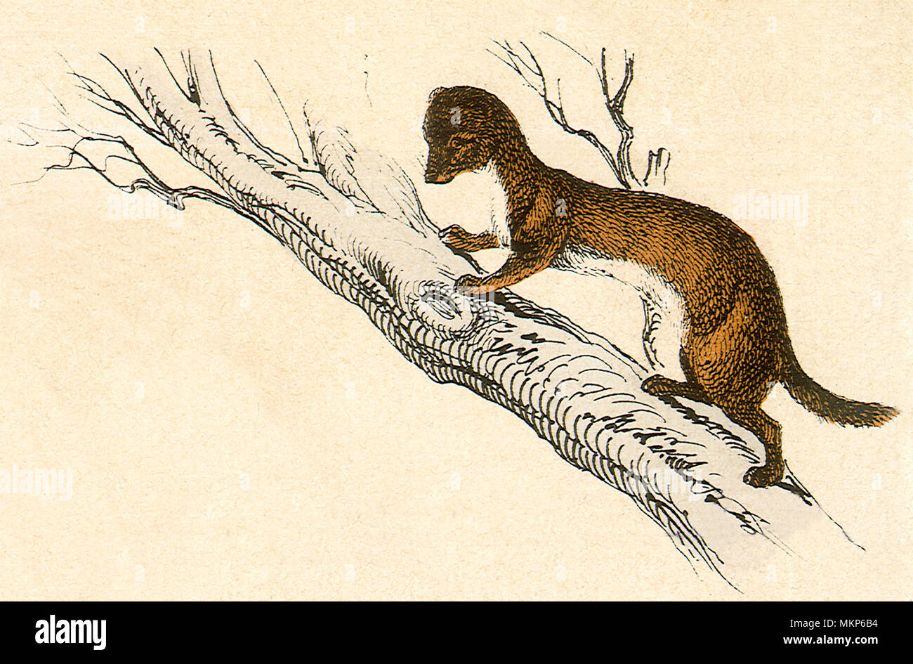 Weasel in a Tree Stock Photo - Alamy