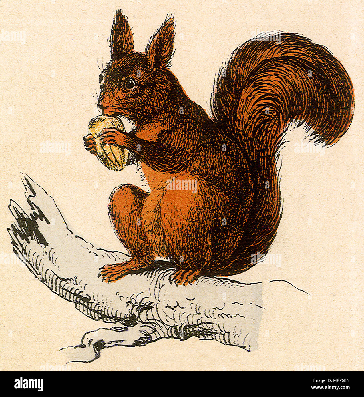 Squirrel with Nut Stock Photo - Alamy