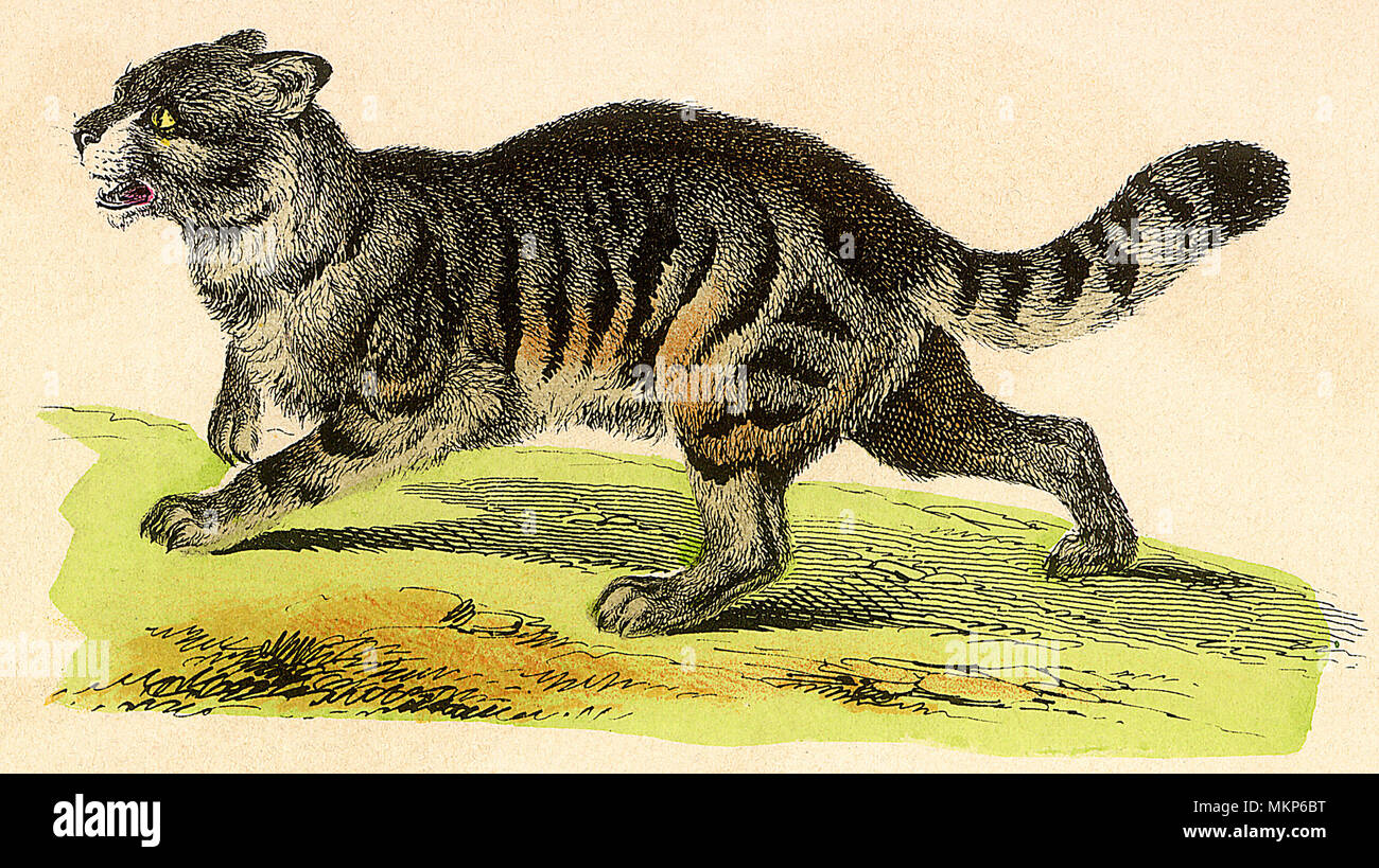 Grey Wild Cat Stock Photo - Alamy