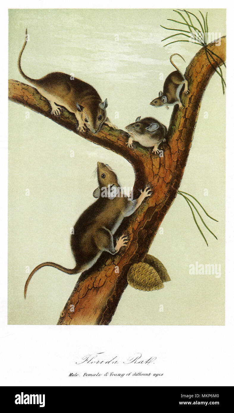 Florida pine tree illustration hi-res stock photography and images - Alamy