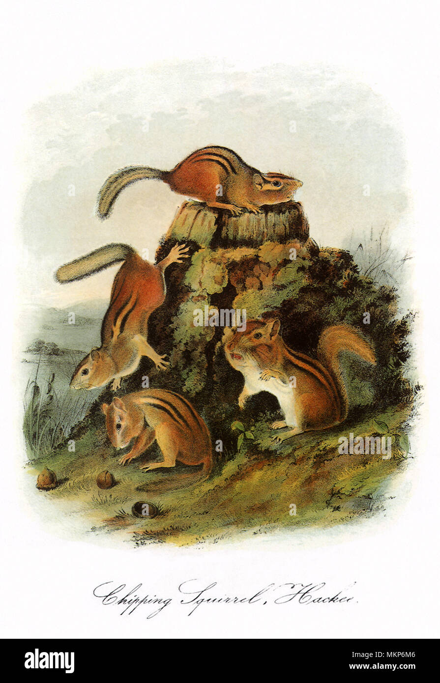 Squirrels and chipmunks Cut Out Stock Images & Pictures - Alamy