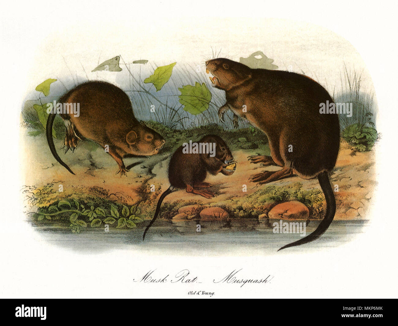 Two muskrats hi-res stock photography and images - Alamy