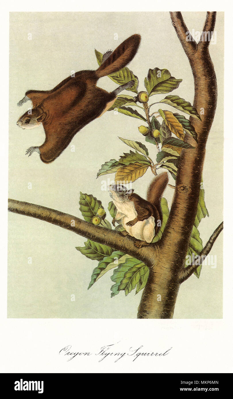 Oregon Flying Squirrels Stock Photo - Alamy