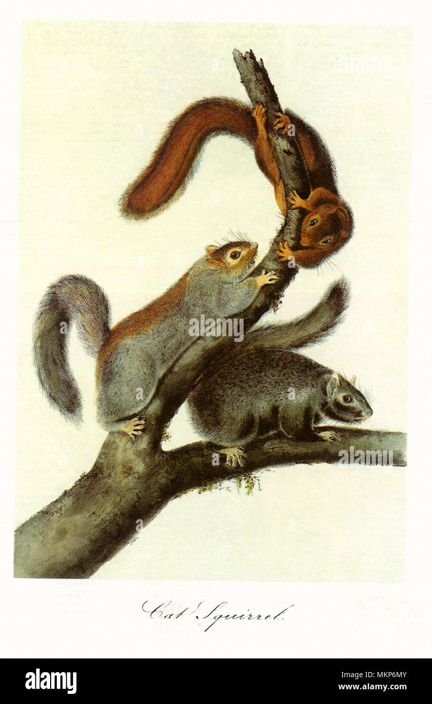 Three squirrels hi-res stock photography and images - Alamy