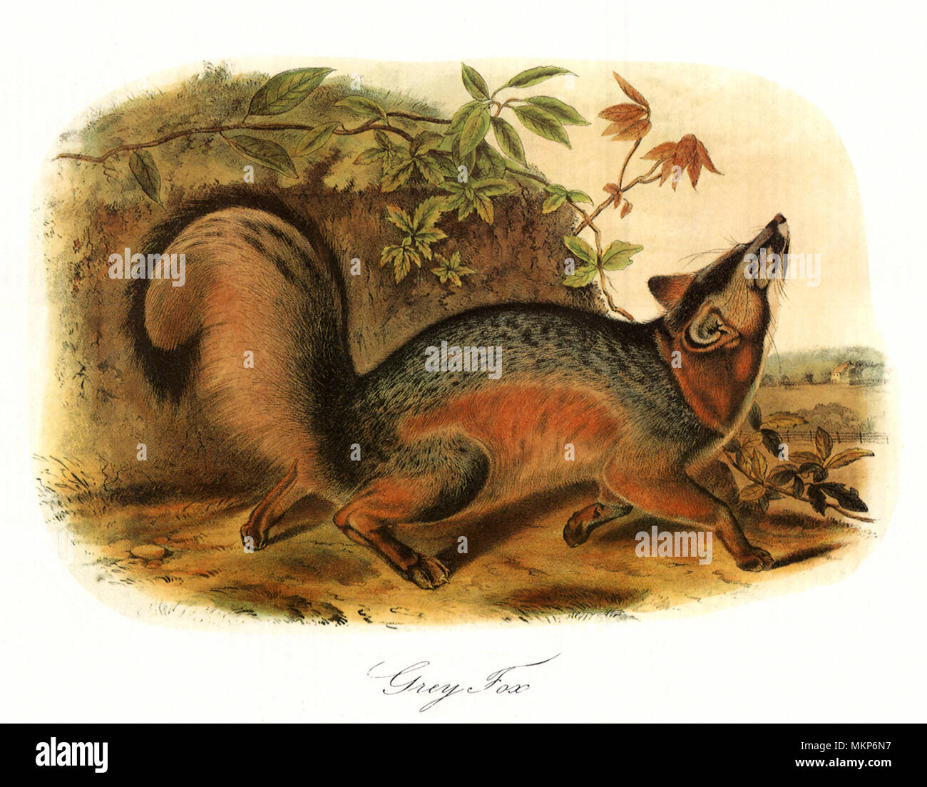 Grey slope Cut Out Stock Images & Pictures - Alamy