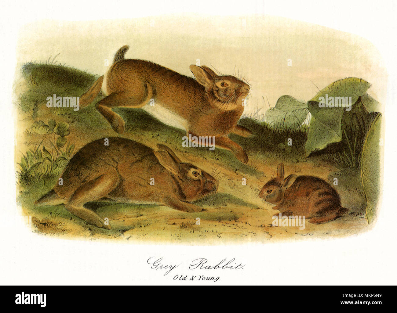 John grey hi-res stock photography and images - Alamy