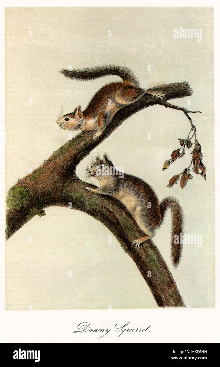 Two squirrels tree hi-res stock photography and images - Alamy