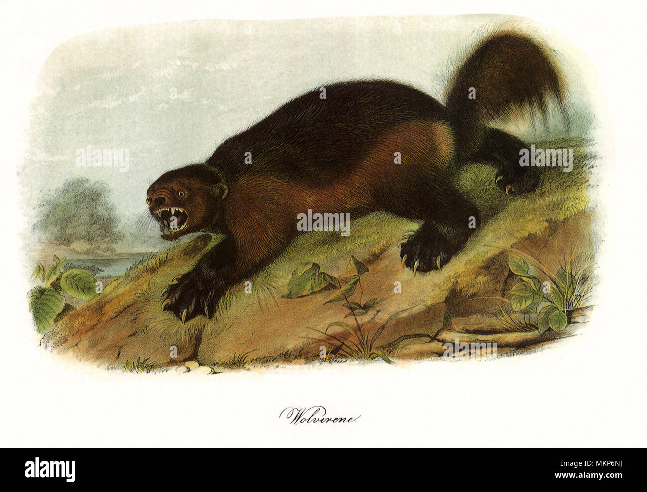 Wolverine animal art hi-res stock photography and images - Alamy