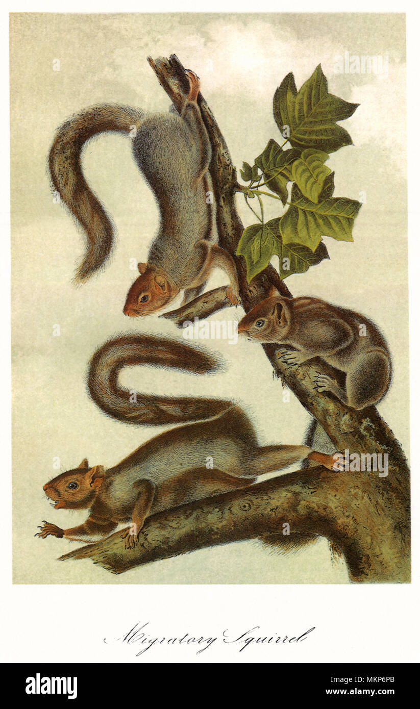Sciurus migratorius hi-res stock photography and images - Alamy