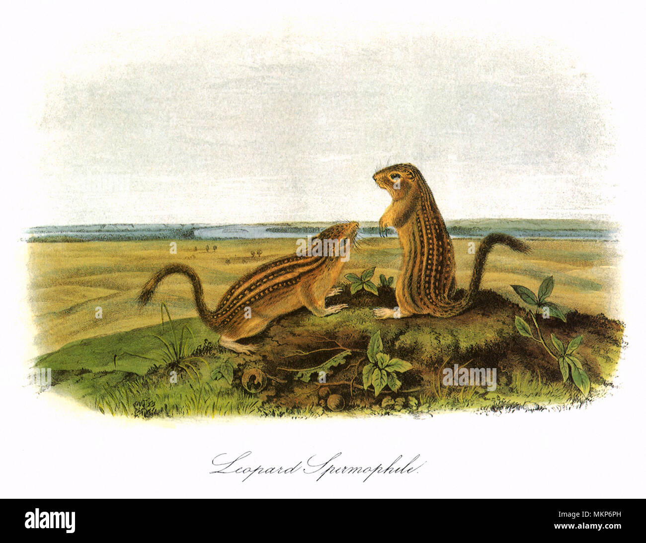 Spermophile hi-res stock photography and images - Alamy