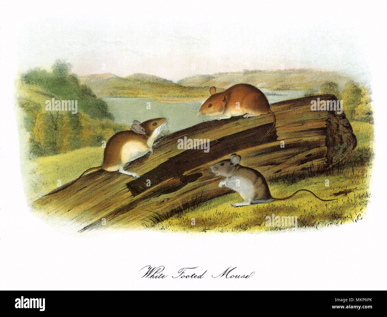 The white footed mouse hi-res stock photography and images - Alamy