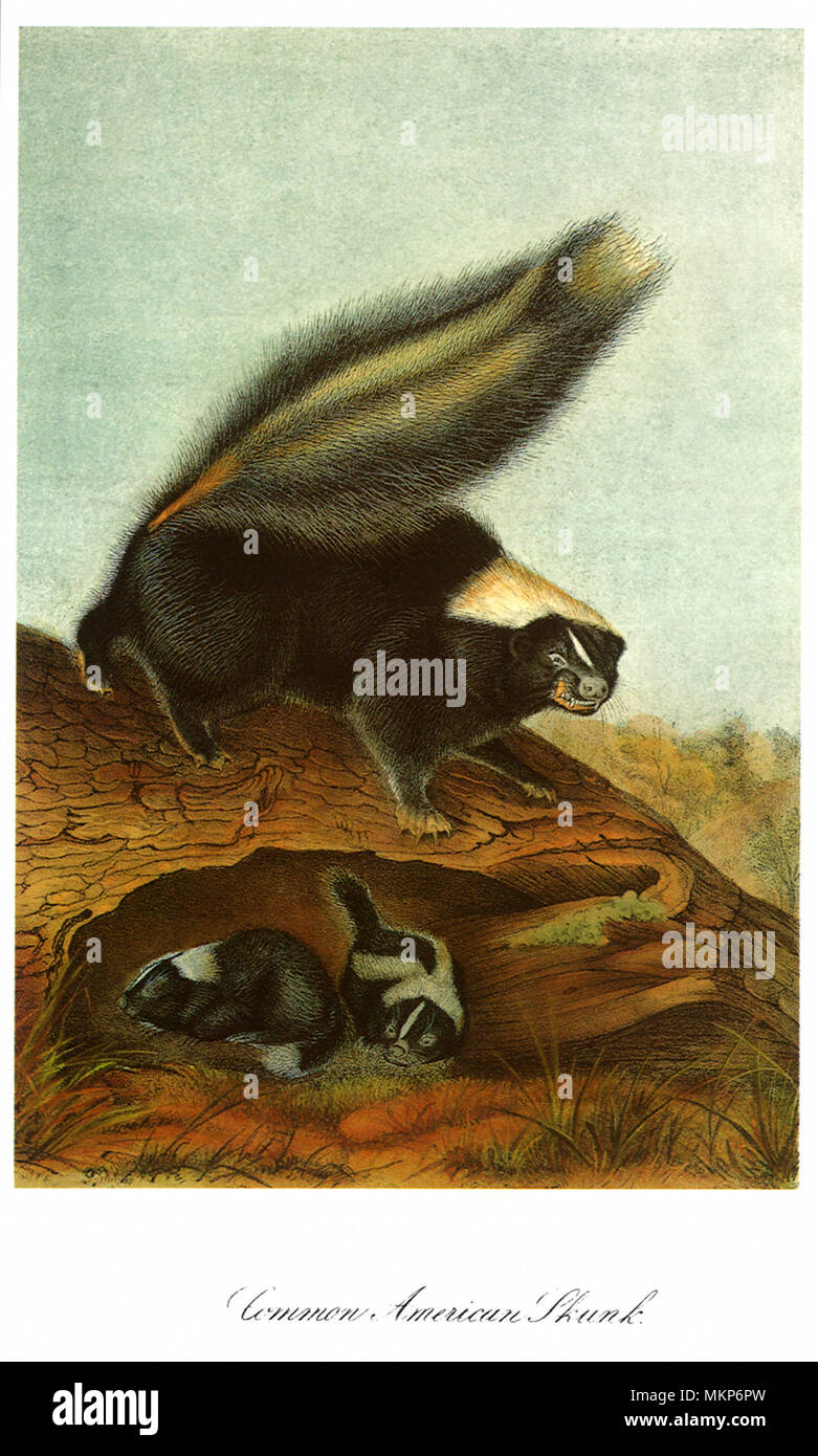 Skunk teeth hi-res stock photography and images - Alamy