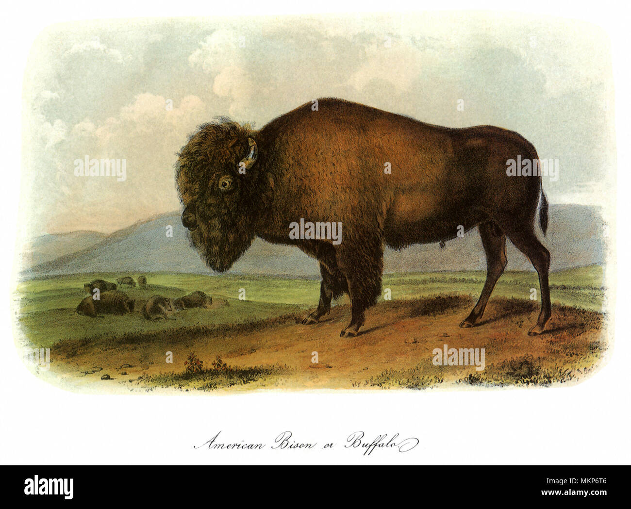 American bison bison bison illustration hi-res stock photography and ...