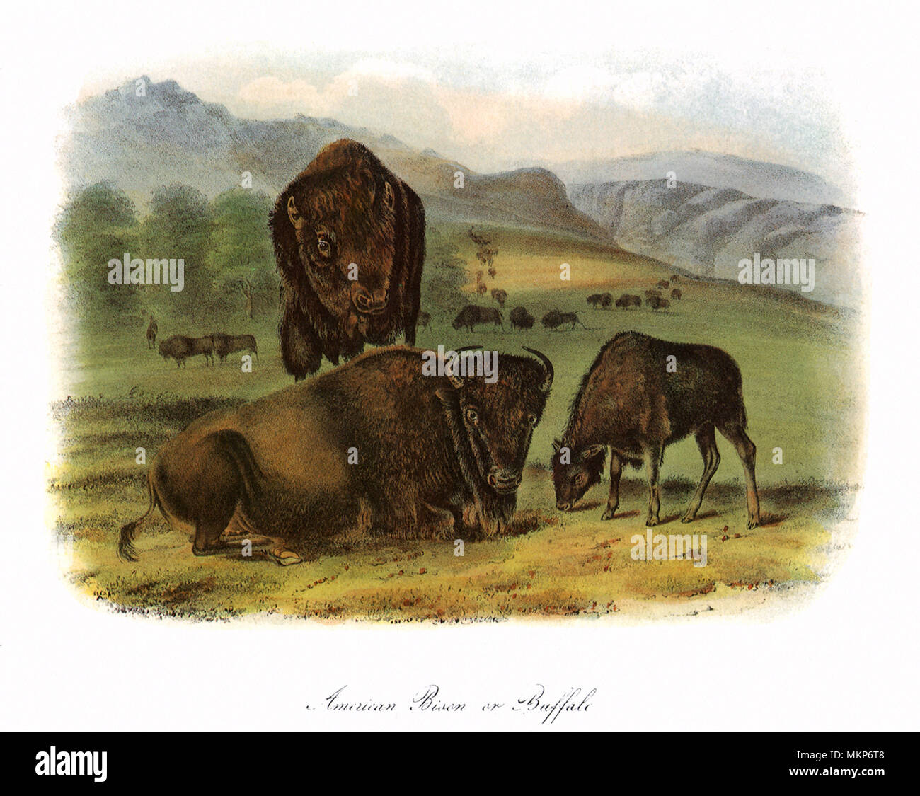 Illustration bison Cut Out Stock Images & Pictures - Alamy
