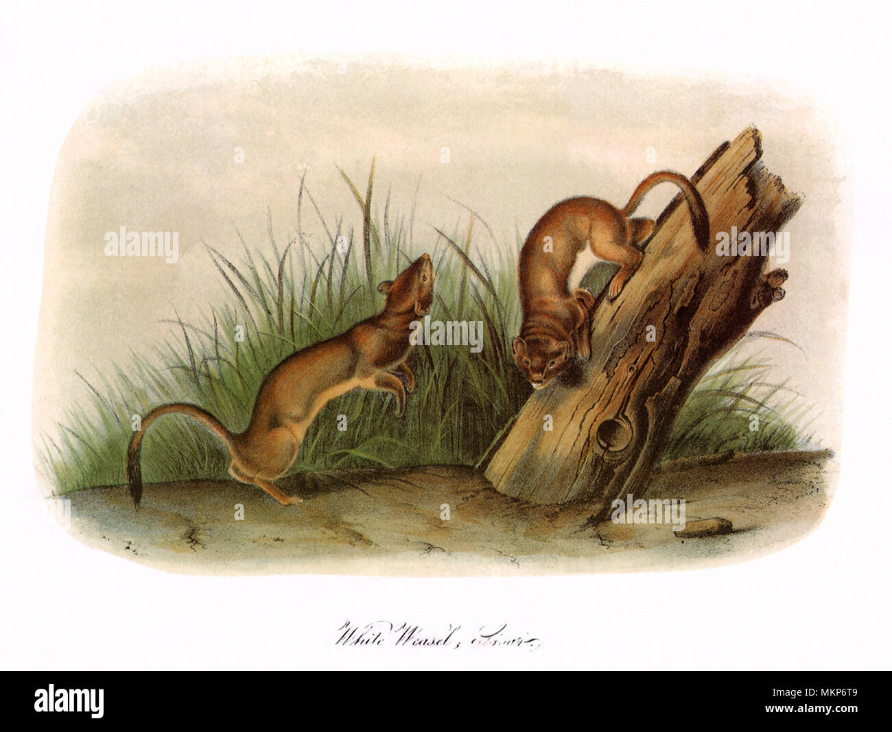 White hind hi-res stock photography and images - Alamy