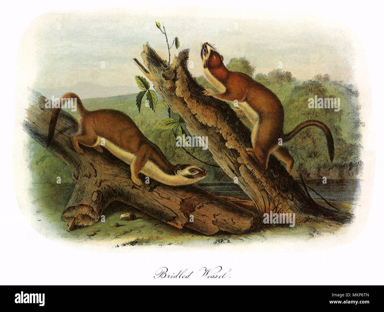 Two weasels hi-res stock photography and images - Alamy