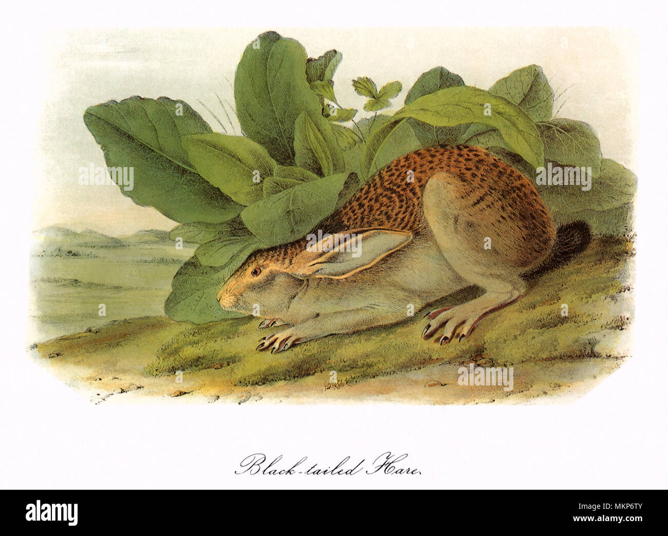 Black tailed hare hi-res stock photography and images - Alamy