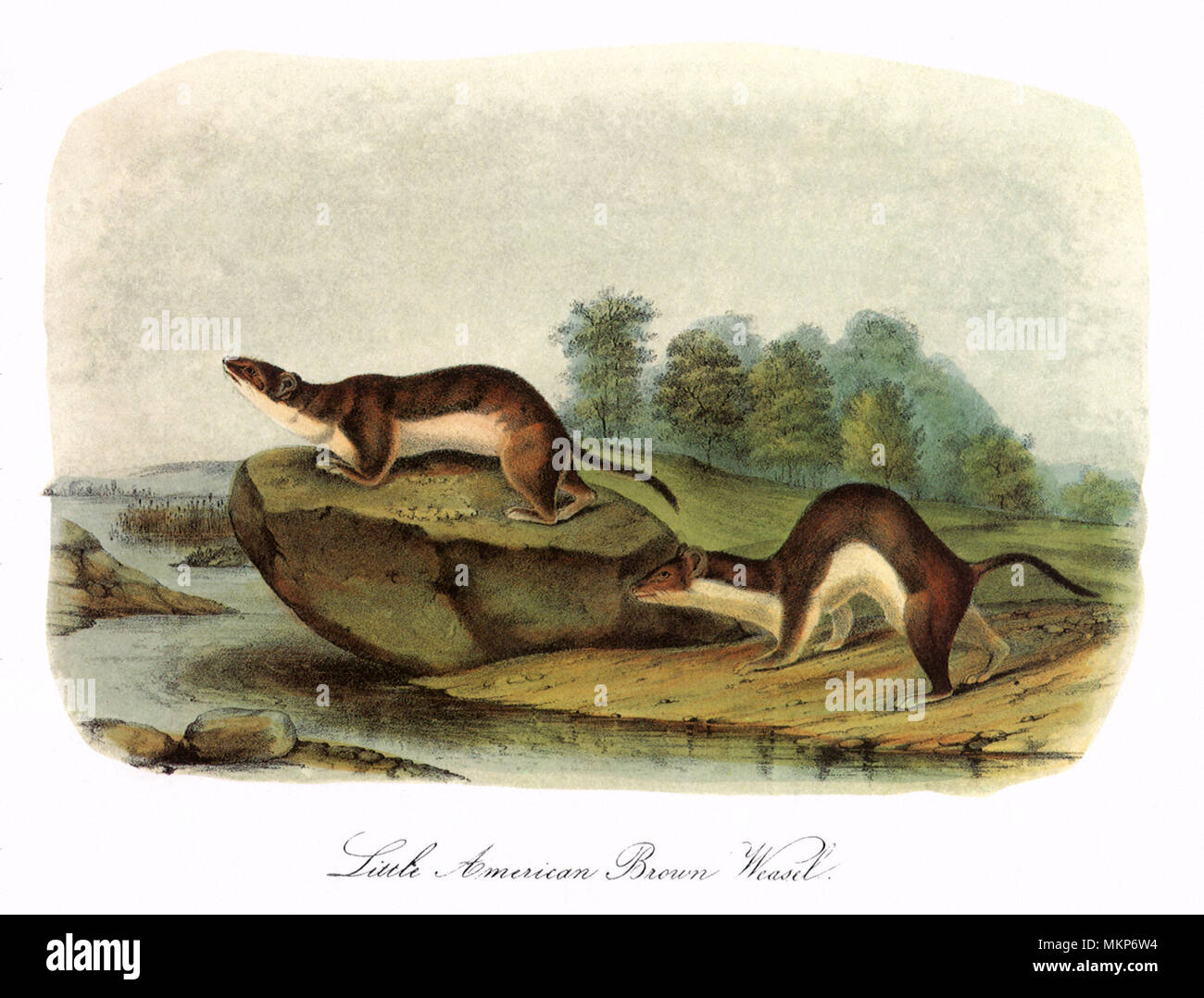 Two weasels hi-res stock photography and images - Alamy