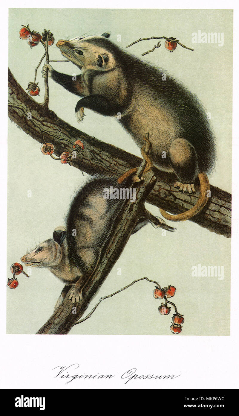 Two opossums hi-res stock photography and images - Alamy