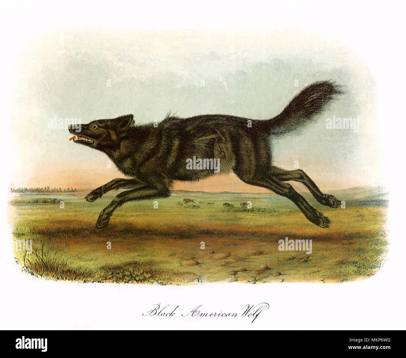 Black American Wolf Stock Photo - Alamy