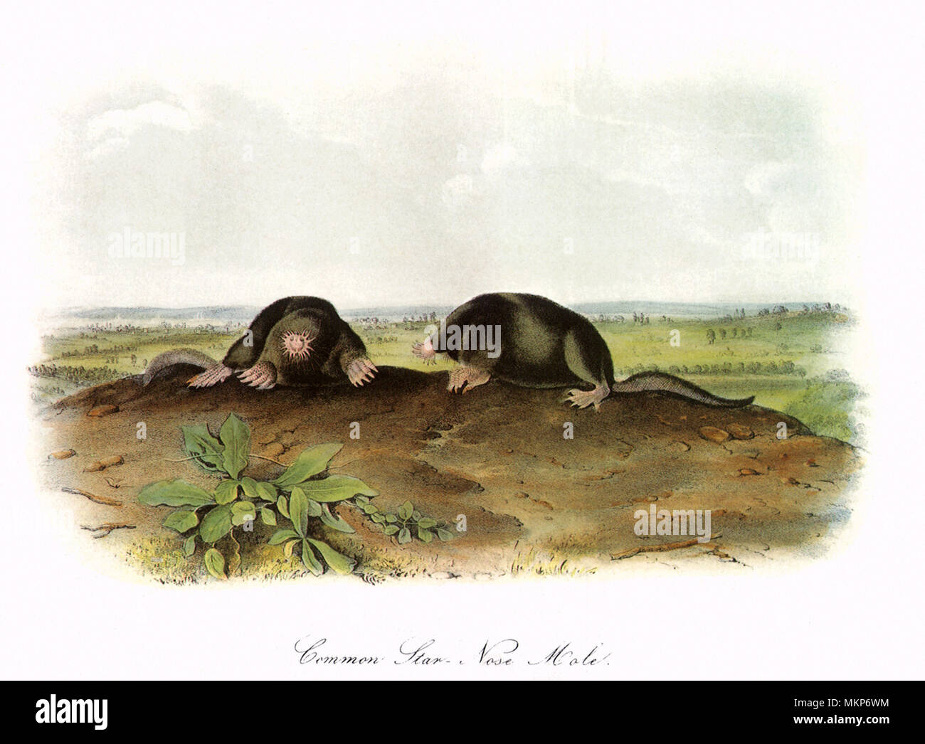 Star nosed mole condylura cristata hi-res stock photography and images ...