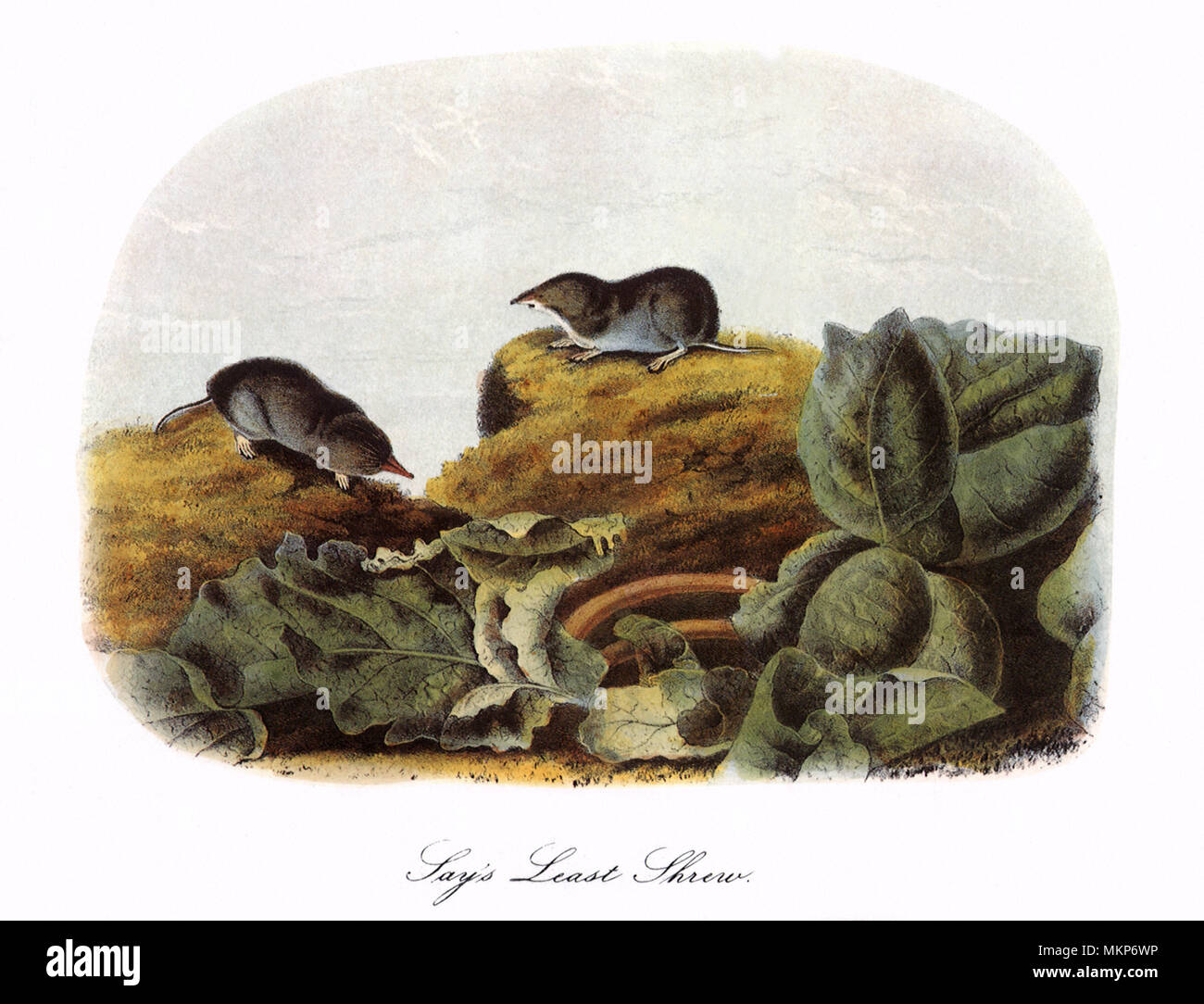 Two shrews hi-res stock photography and images - Alamy