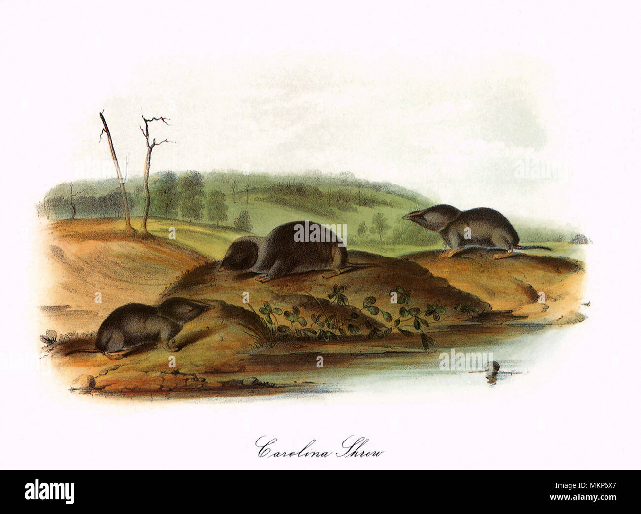 Forest shrews hi-res stock photography and images - Alamy