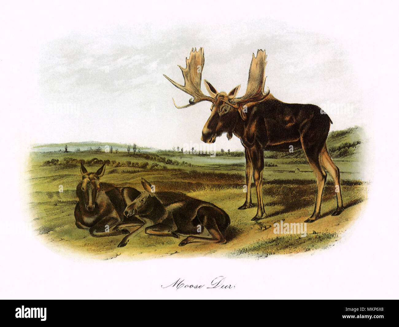 Moose adult Cut Out Stock Images & Pictures - Alamy