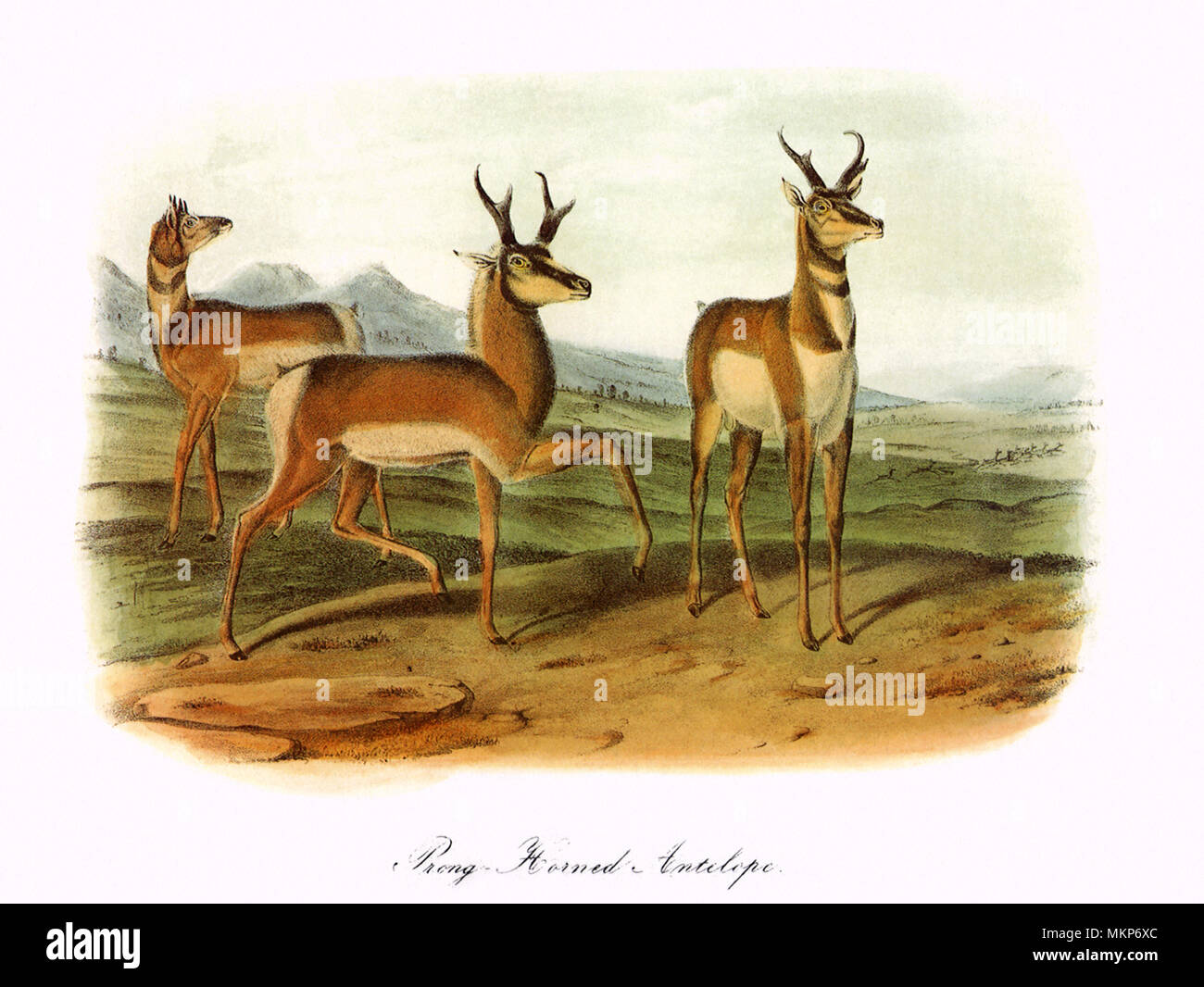 Prong hi-res stock photography and images - Alamy