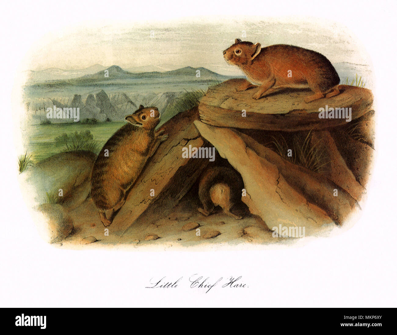 Princeps lagomys hi-res stock photography and images - Alamy