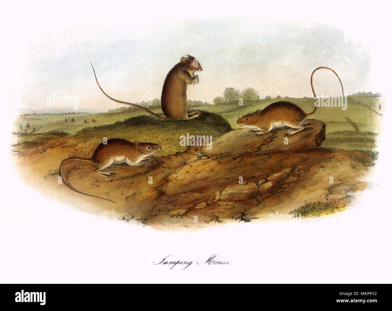 Meriones hudsonicus hi-res stock photography and images - Alamy