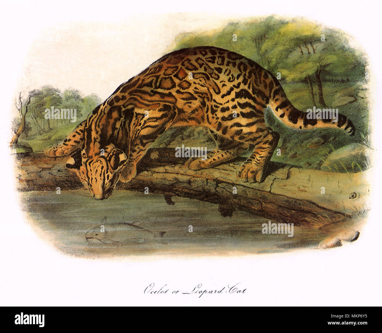 Ocelot felis pardalis Cut Out Stock Images & Pictures - Alamy