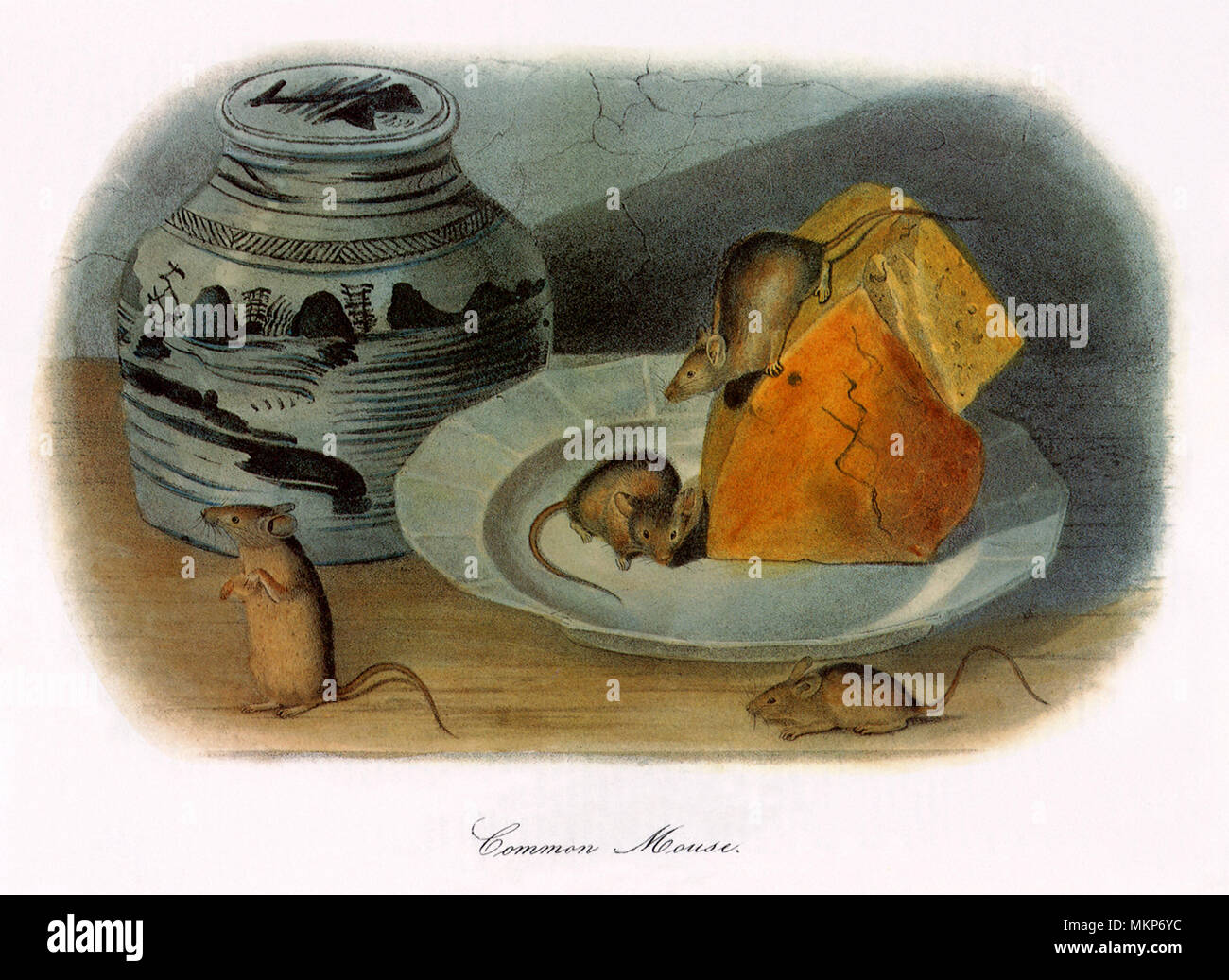 Block mice hi-res stock photography and images - Alamy