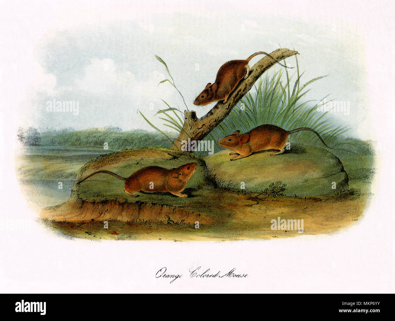 Three mice hi-res stock photography and images - Alamy