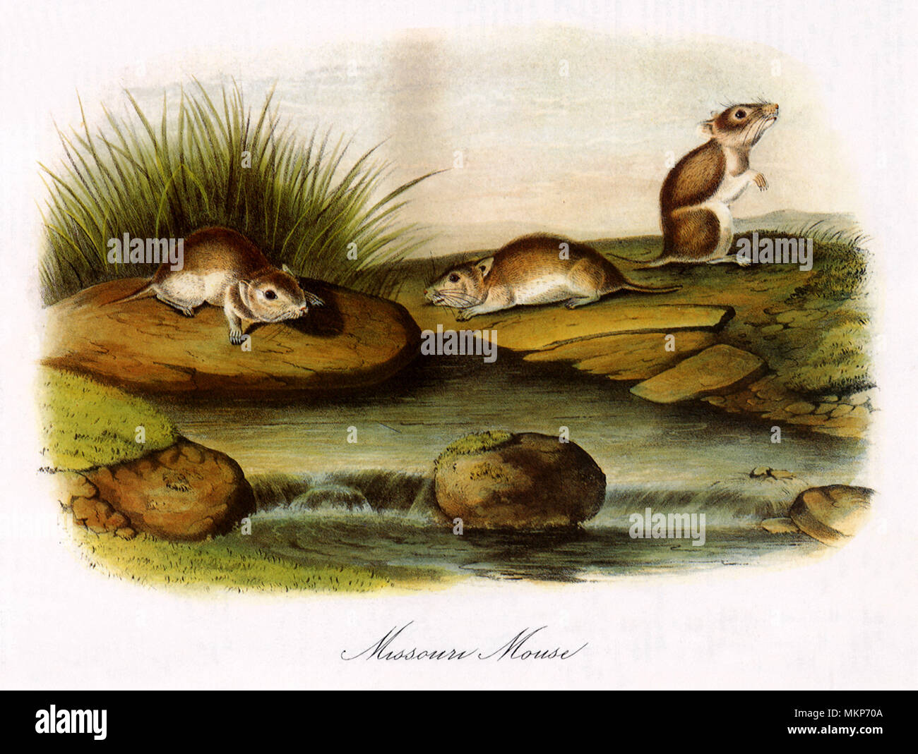 Missouri mouse hi-res stock photography and images - Alamy