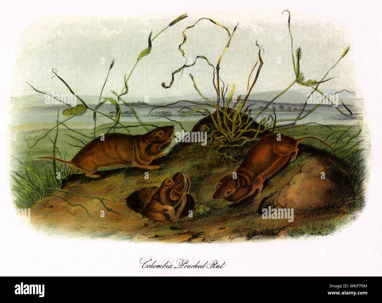 Douglassi hi-res stock photography and images - Alamy