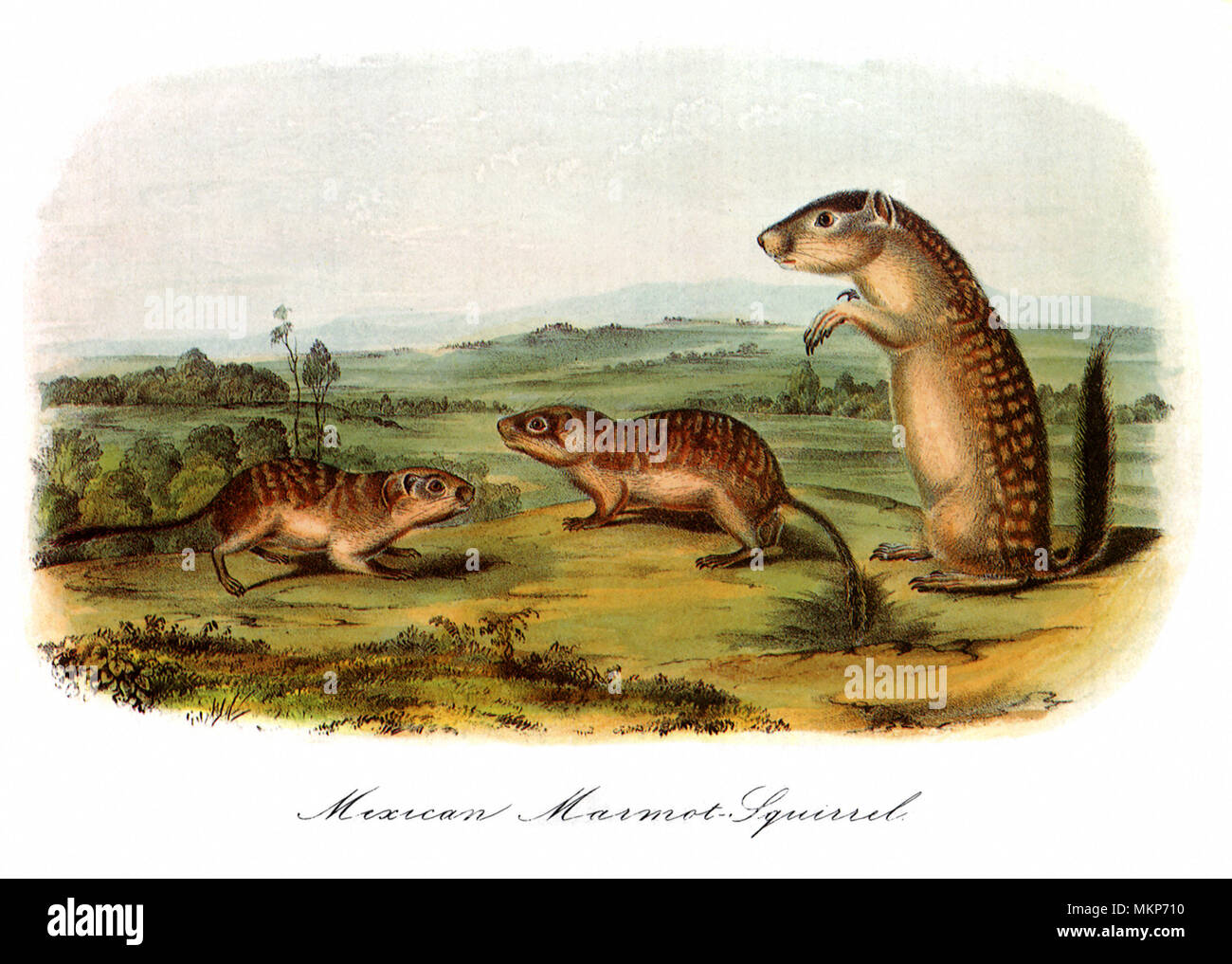 Marmot animal Cut Out Stock Images & Pictures - Alamy