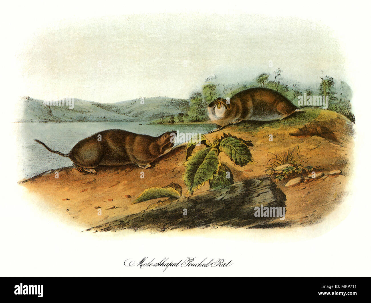 Two rats hi-res stock photography and images - Alamy