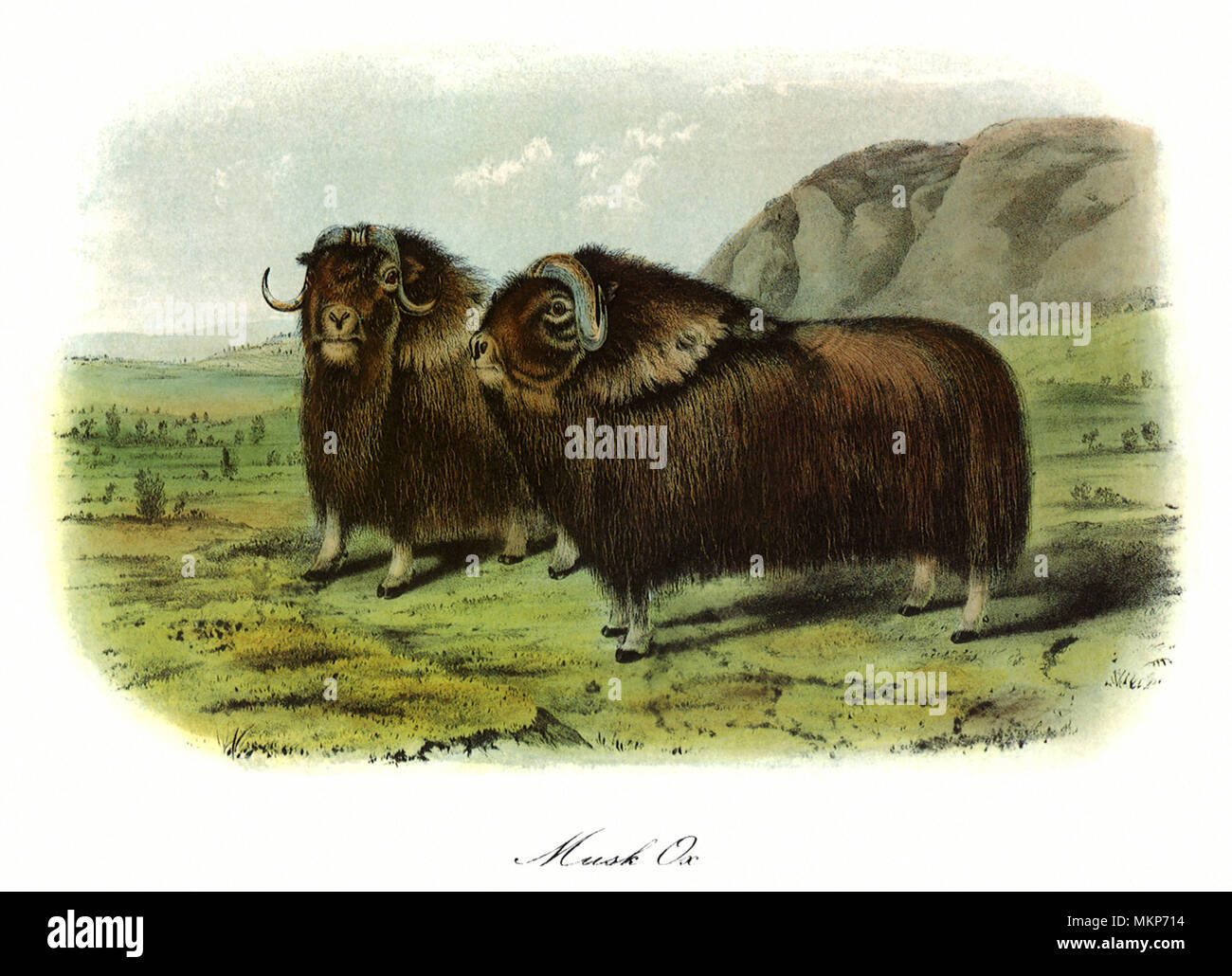 Cows and oxen hi-res stock photography and images - Alamy