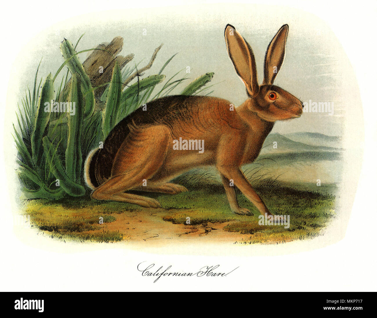 James hare hi-res stock photography and images - Alamy