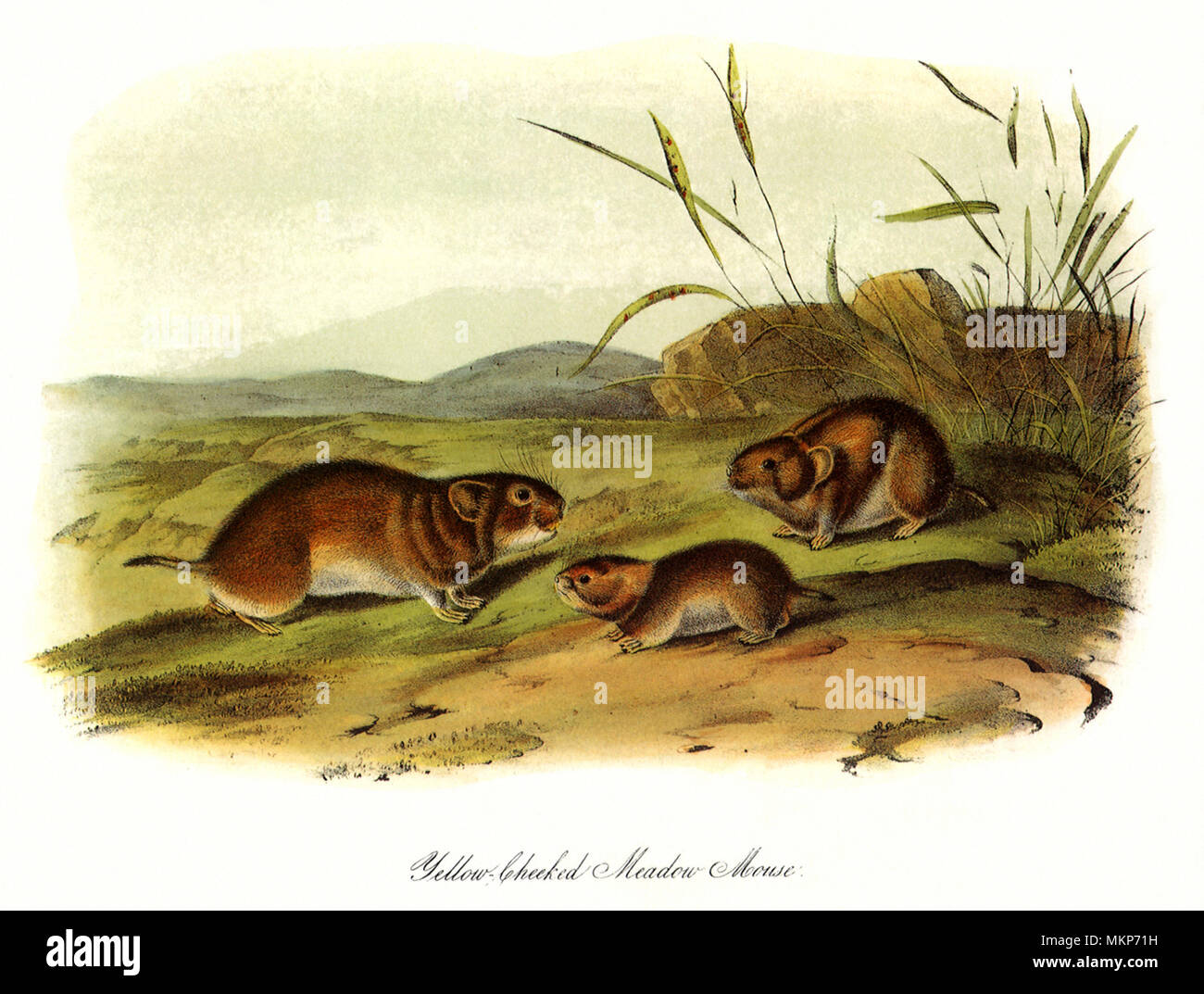 Meadow animals Cut Out Stock Images & Pictures - Alamy